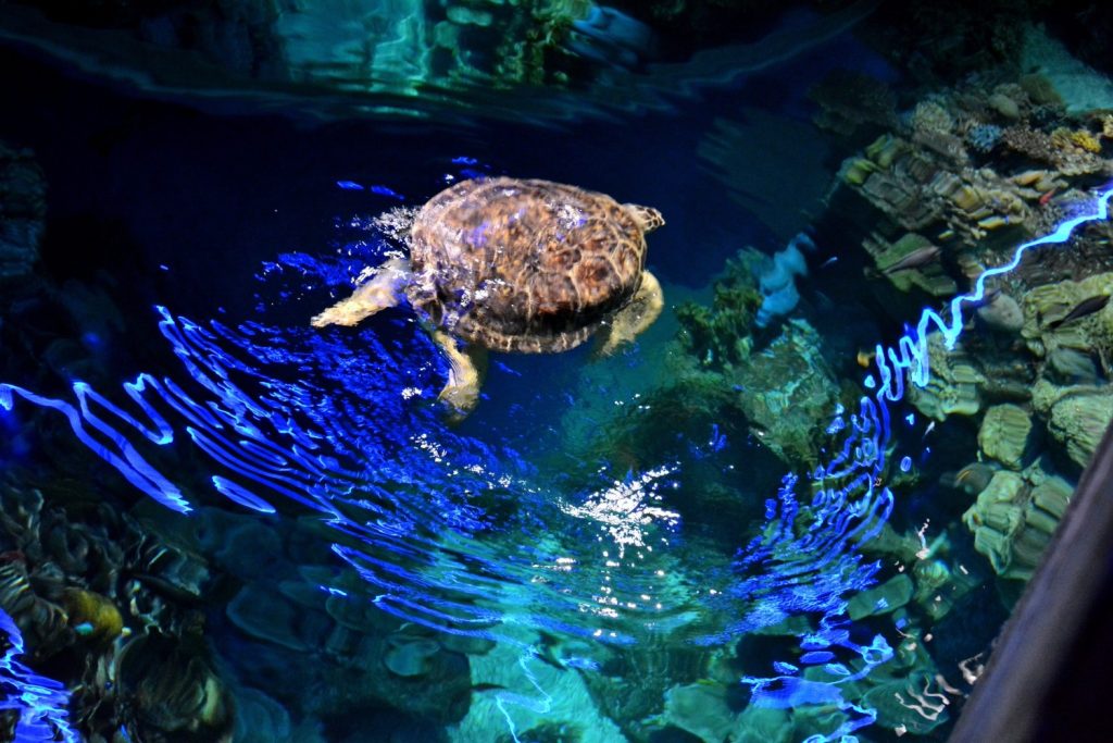 National Aquarium Tickets And Charges Offers And Discounts